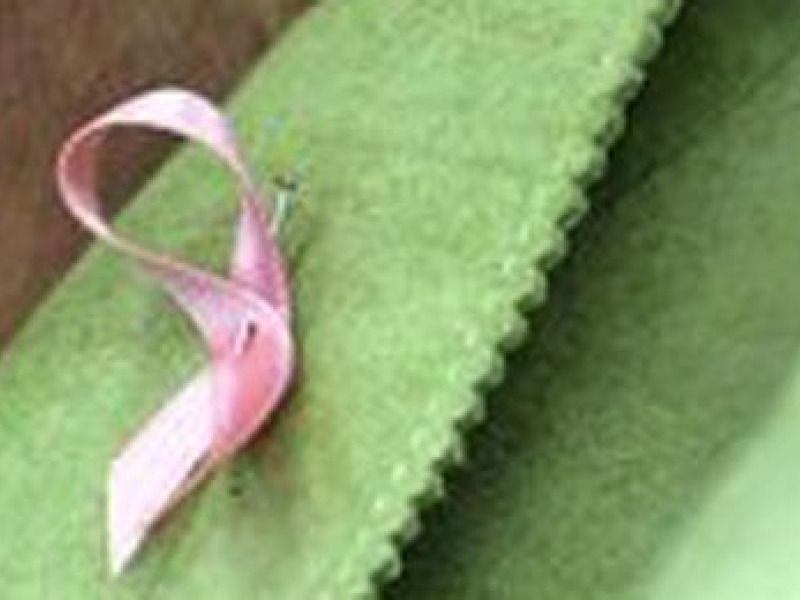 Whatsapp Se Llena De Lazos Rosa En Apoyo A La Lucha Contra El Cáncer De