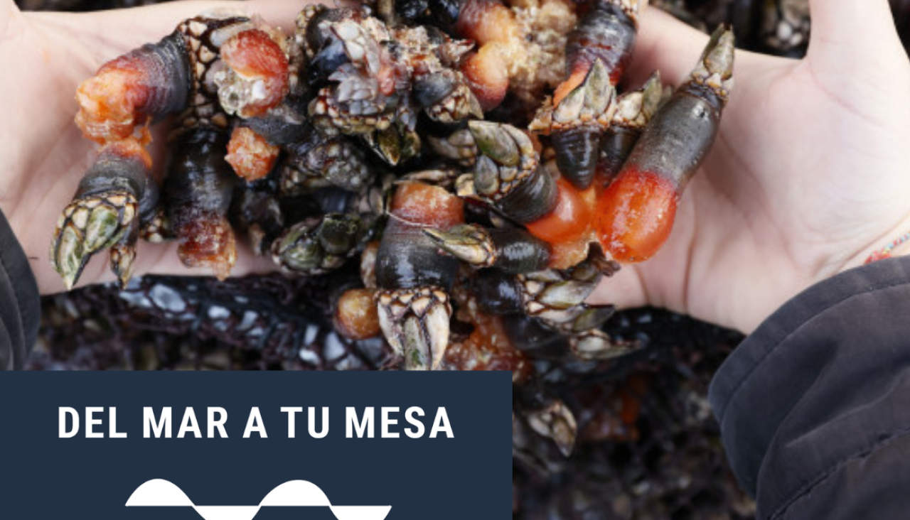 Receta | Percebes gallegos