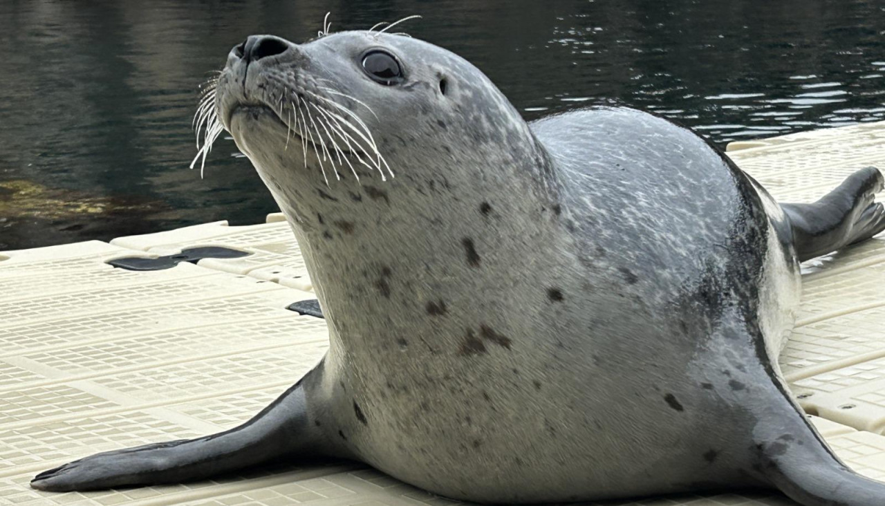 Jinzi, la nueva foca del Aquarium Finisterrae de A Coruña