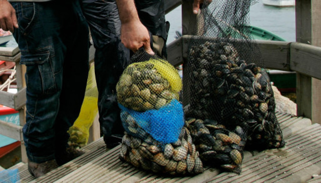Requisados 78 kilos de almeja en A Coruña y Ferrol