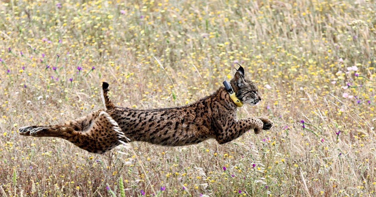 Cada semana muere al menos un lince ibérico a manos de furtivos