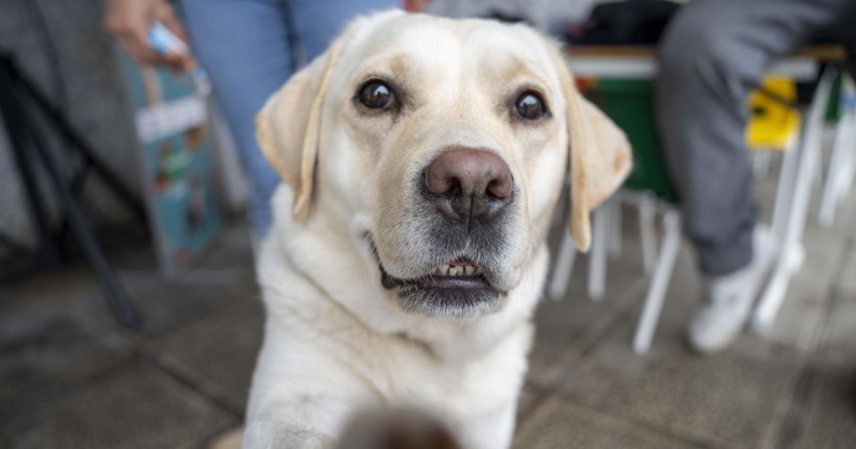 Perros y gatos celebran el Día de los Animales en A Coruña